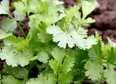 Кориандр посевной. Посадка, размножение, уход, сорта, фото на ...